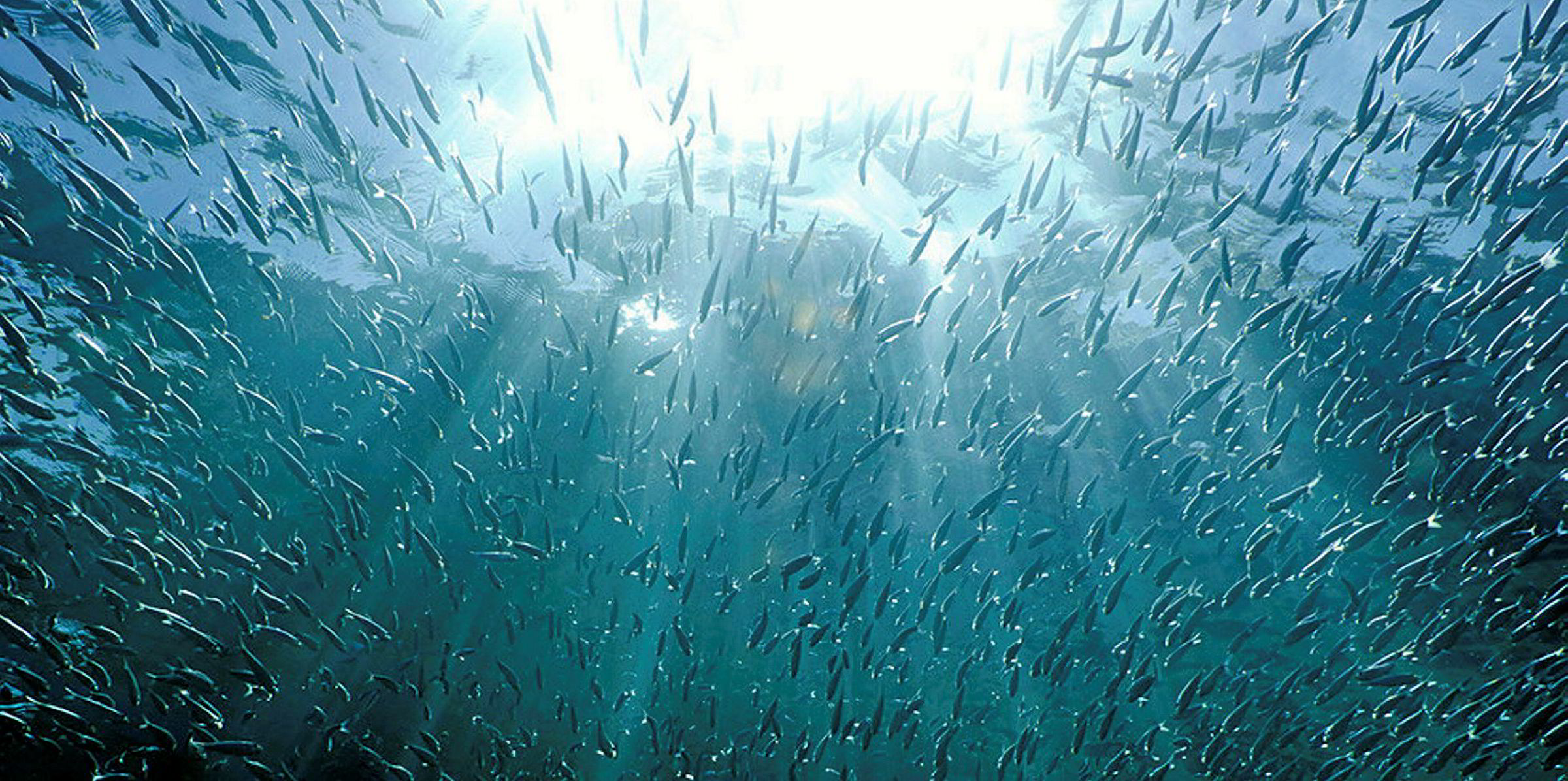 Peru fish landings surge in February | IntraFish.com