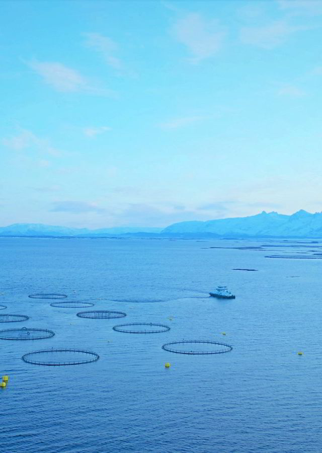 'Totally feasible to rely on algae oil only': BioMar says full ...