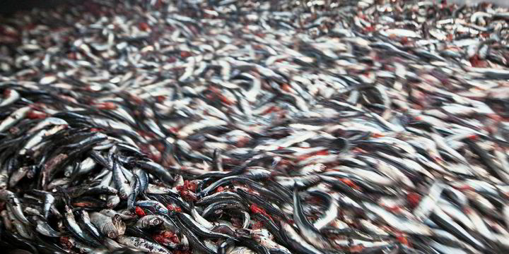 Peru's juvenile anchovy population down to 30%, researchers say ...