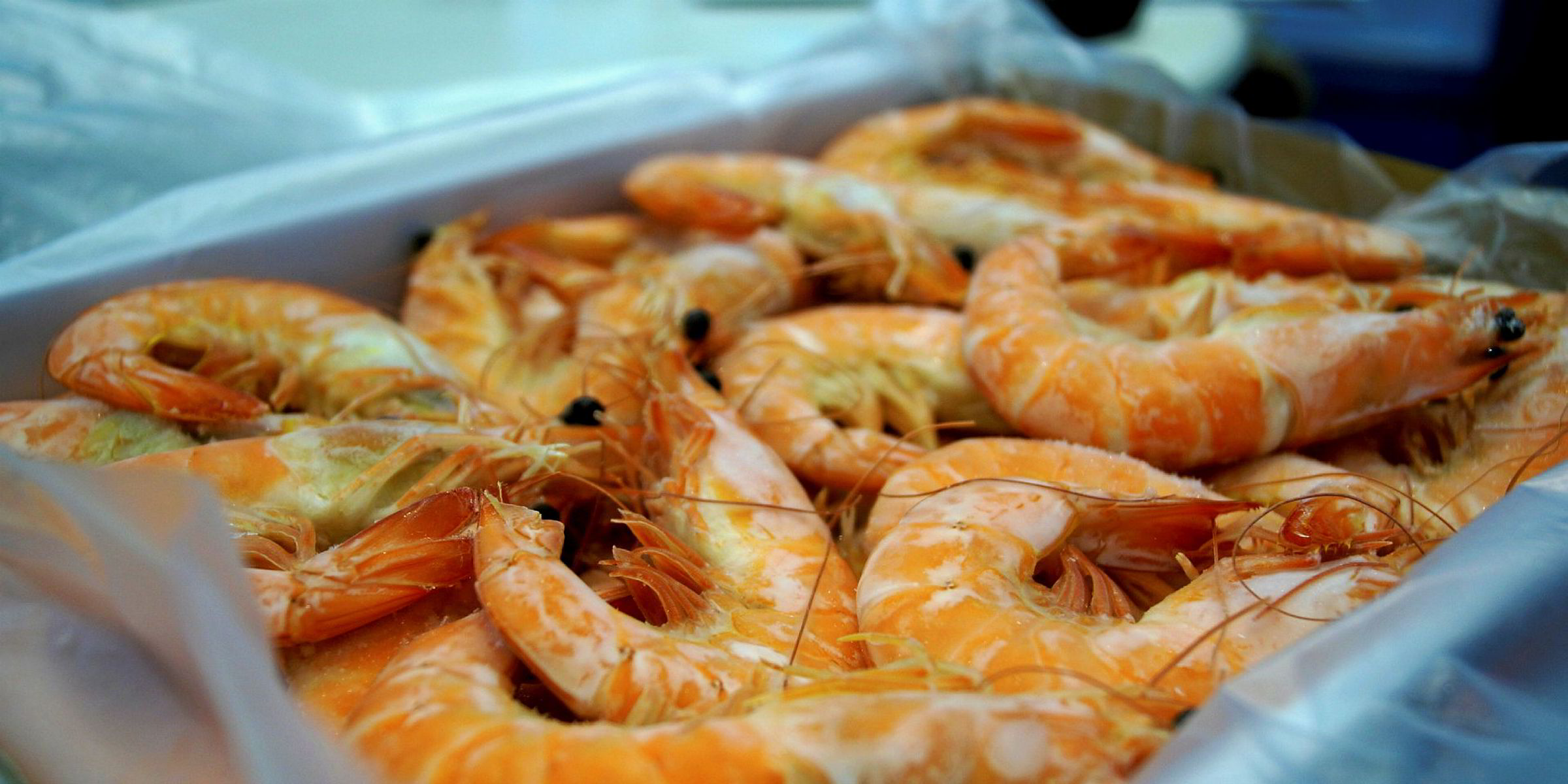 Vannamei shrimp price situation ‘unsustainable’ | IntraFish.com