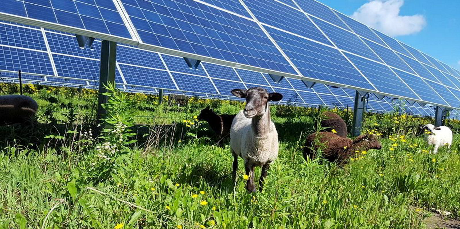 Enel breaks ground on Italy's largest agrivoltaic project with ...