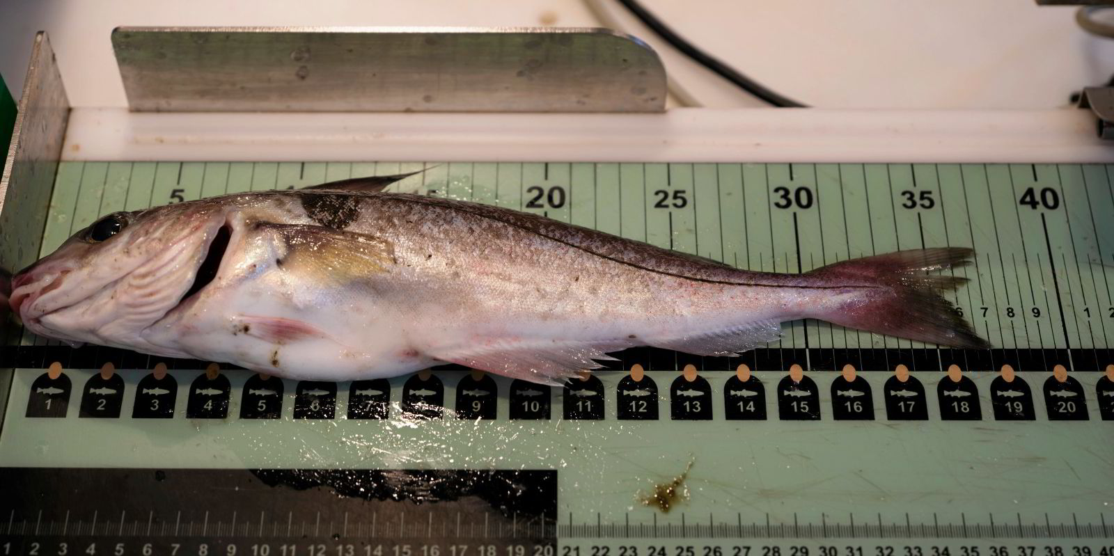 Forsker om hysefisket: – Det ser ikke så greit ut | Fiskeribladet