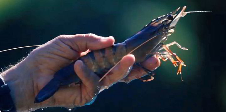 Australian shrimp farmer Seafarms improves losses on boosted harvests ...