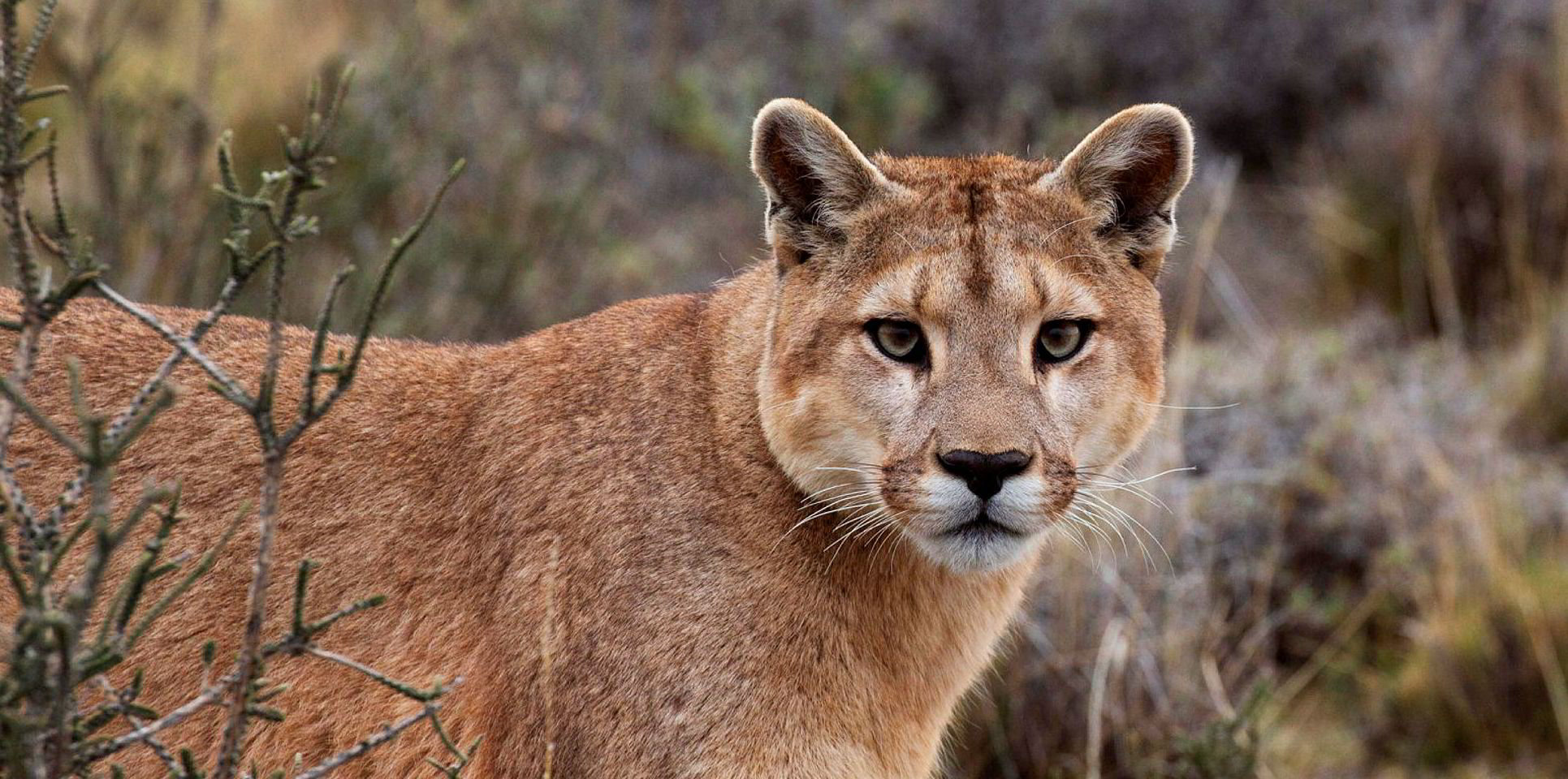 Puma set to pounce: BP to soon sink its claws into new US Gulf wildcat ...