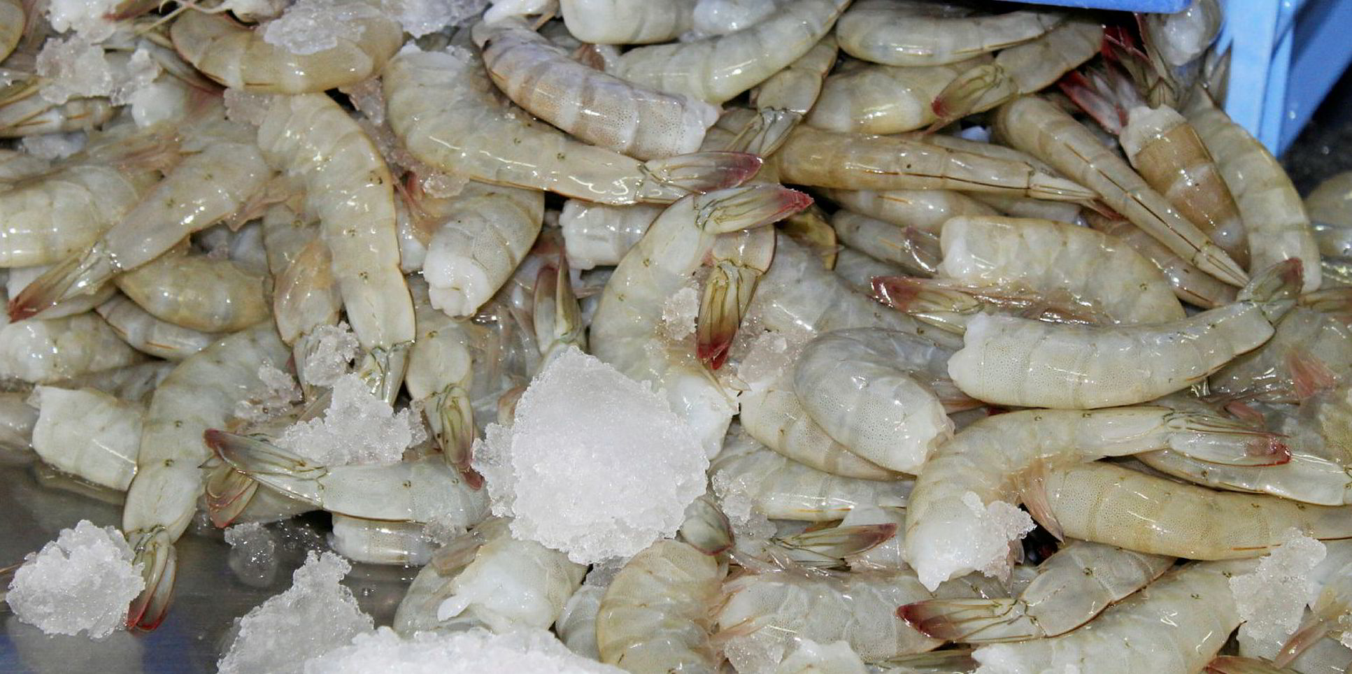 China clears Ecuadorian shrimp exporter from ban | IntraFish.com
