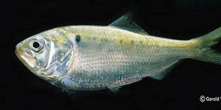 Study: One of the US’ most economically important fish is getting ...