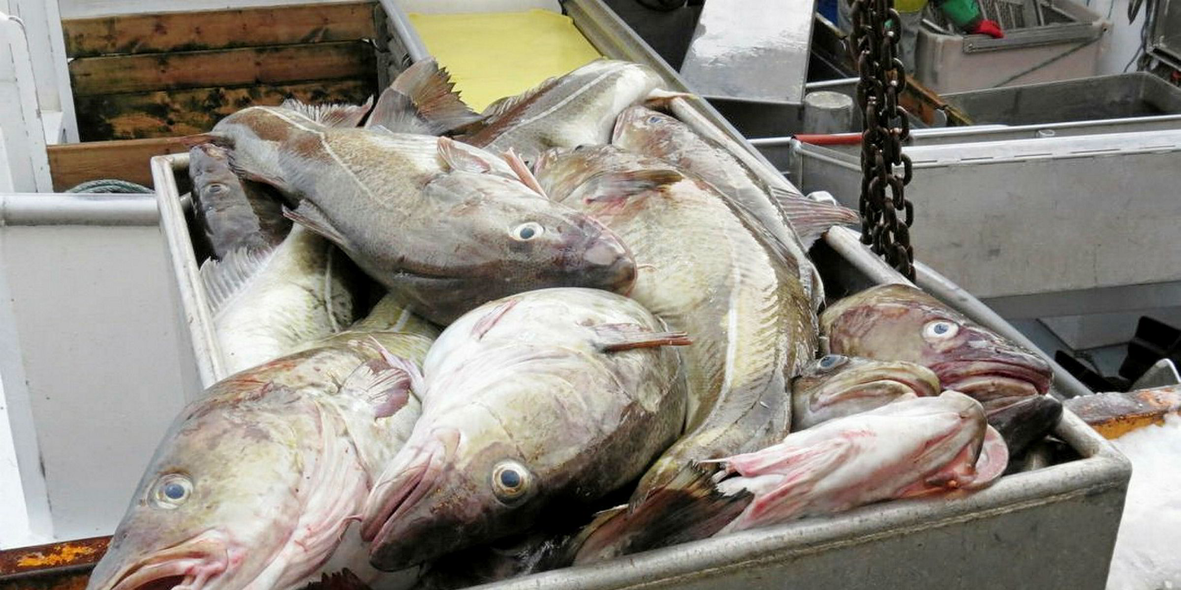 Groundfish supply projections for 2019 released | IntraFish.com