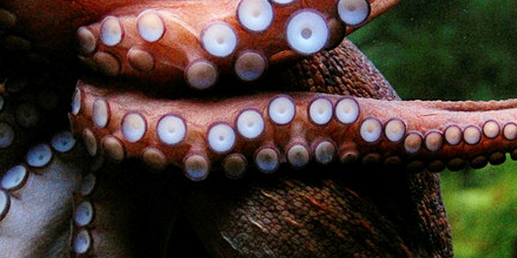 Madagascar octopus fishery launches FIP | IntraFish.com
