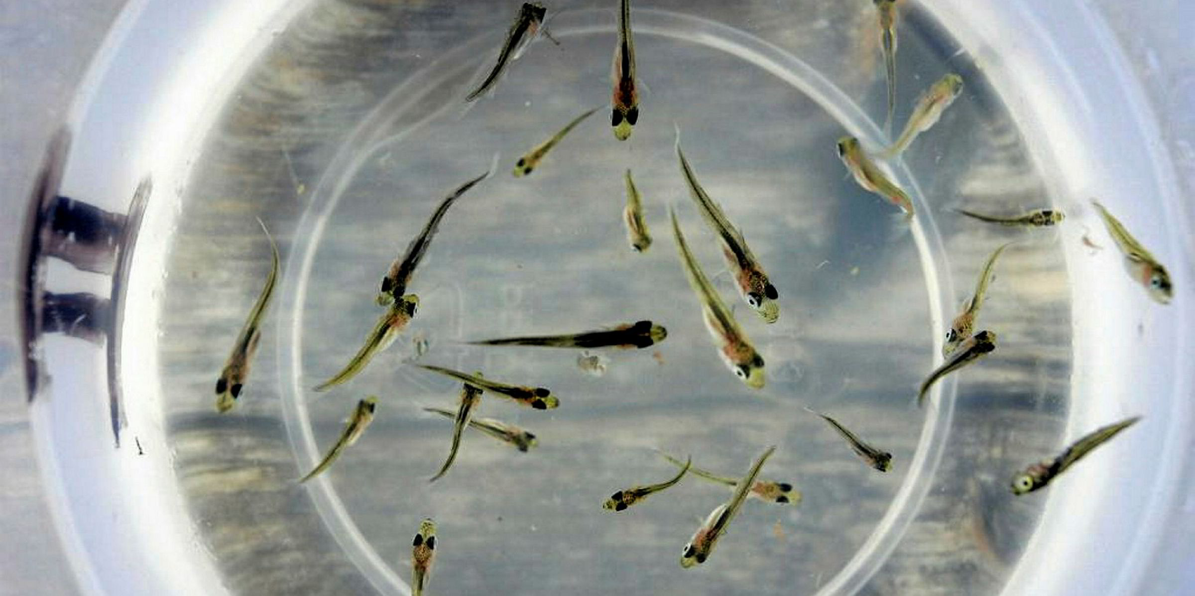 Norwegian cod farmer puts first fry out to sea | IntraFish.com