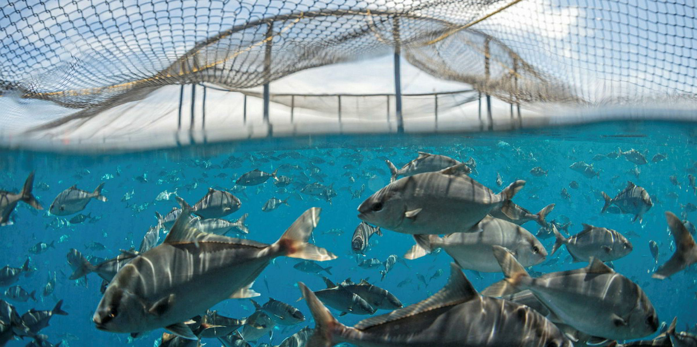 Kampachi company sues rival Blue Ocean Mariculture, alleging ...