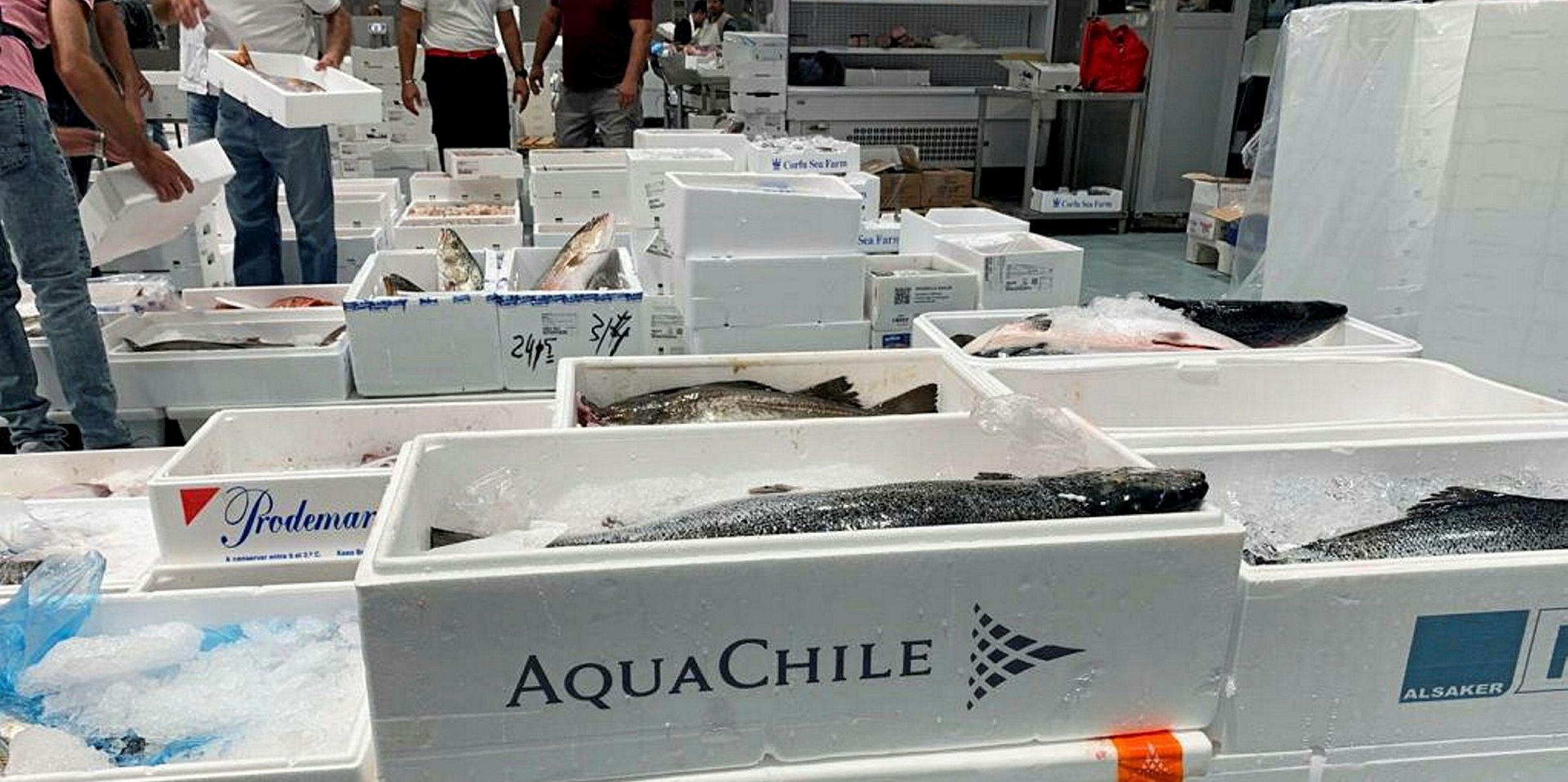 AquaChile takes on Norway with first fresh whole salmon shipments to ...