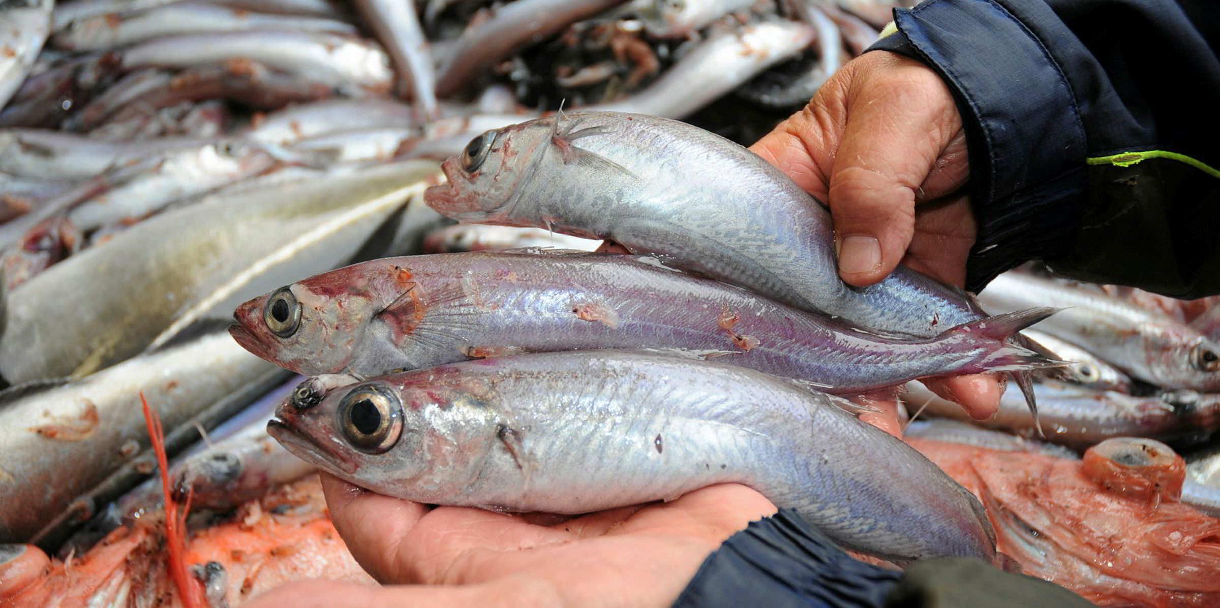 Laksefôrprodusenten Cargill vurderer å droppe kjøp av kolmule ...
