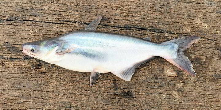 Vietnam pangasius food safety controls finally get US approval ...