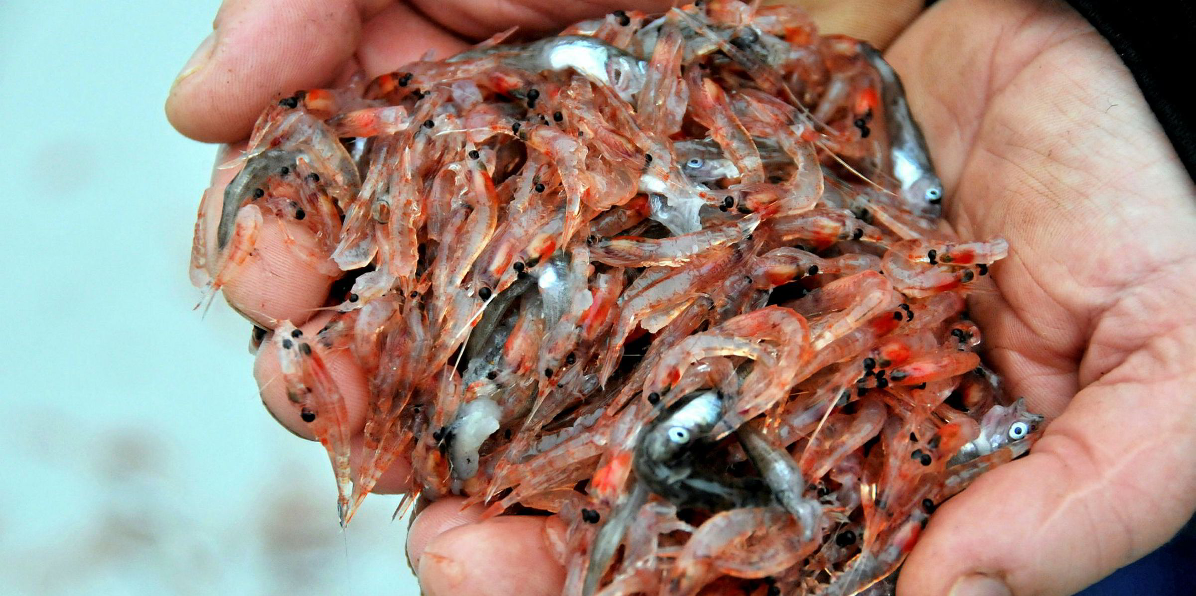 Norwegian processor Rimfrost orders vessel that will 'revolutionize ...