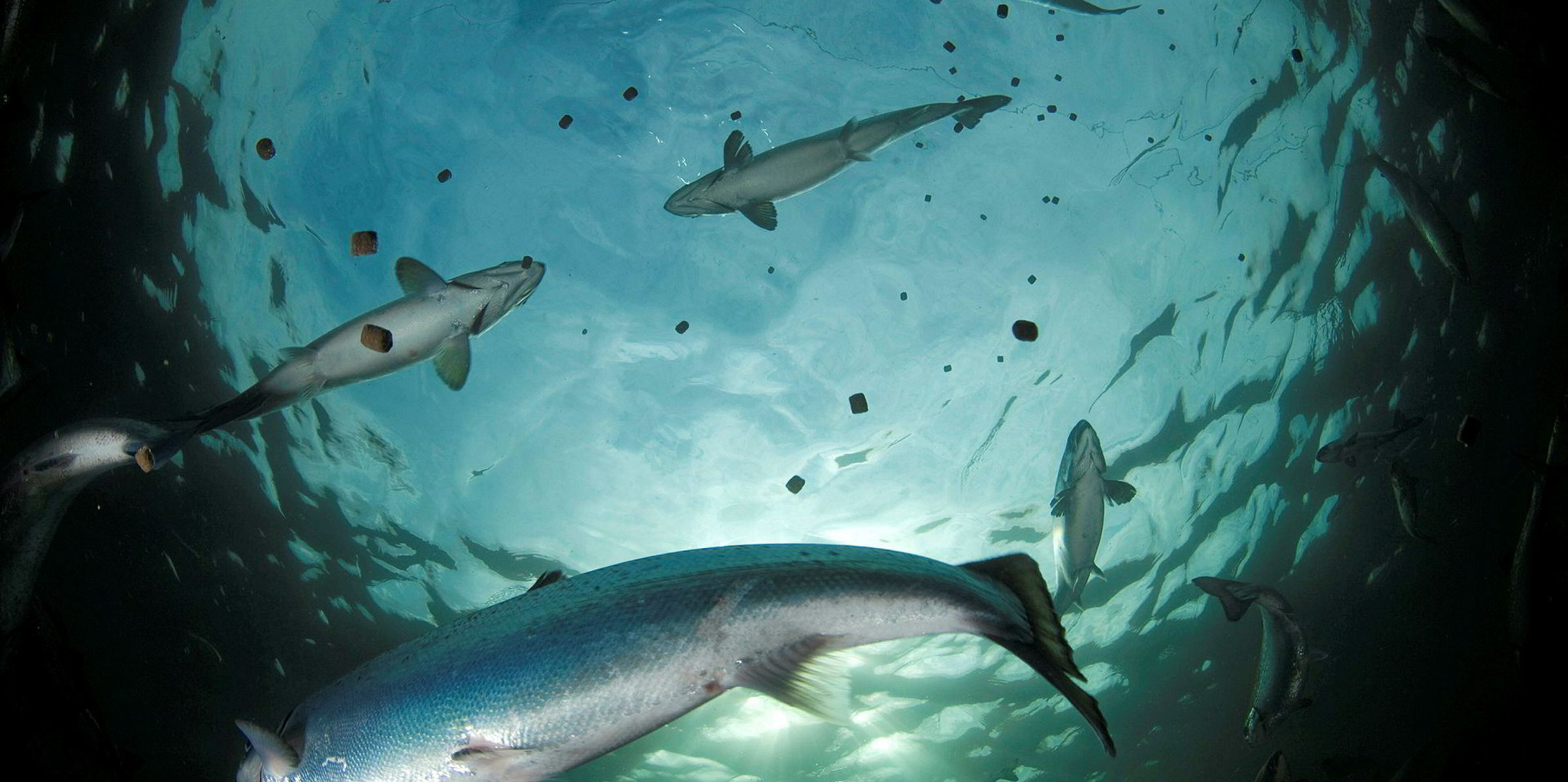 Norwegian farmer Knutshaugfisk reports salmon escapes | IntraFish.com