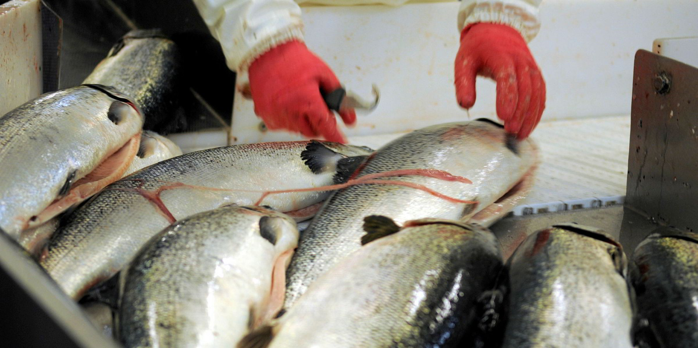 ISA suspected at Grieg salmon farm | IntraFish.com