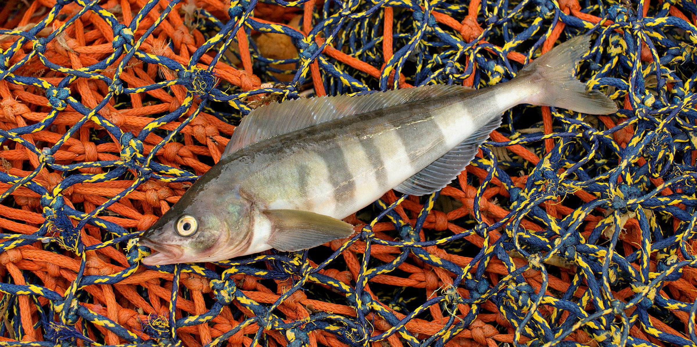 Huge swath of Alaska fisheries cleared for MSC certification ...