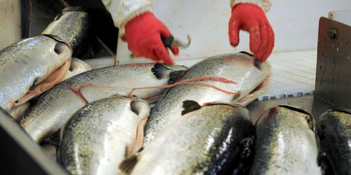 Farmed salmon prices continue freefall: 'We're losing millions ... Farmed salmon prices continue freefall: 'We're losing millions ...