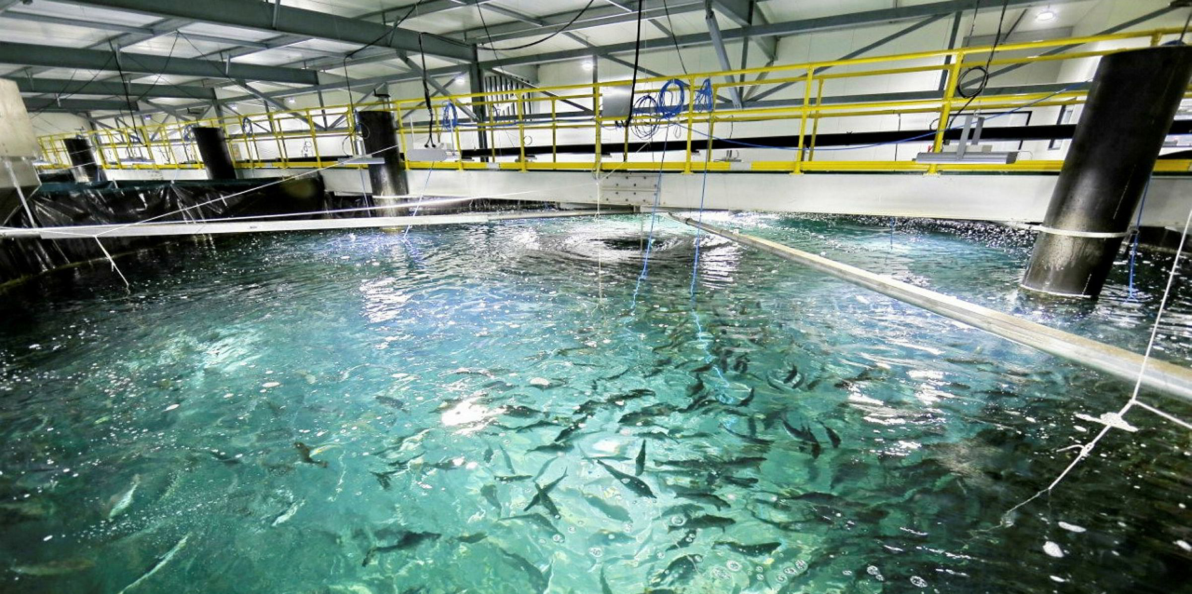 Land-based arctic char farmer nears bankruptcy | IntraFish.com