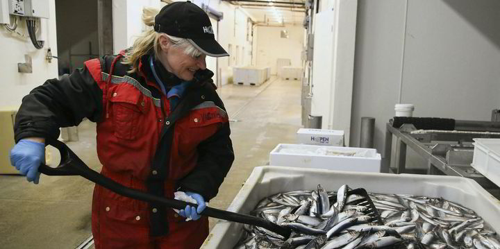 Kommer silda inn i fjordene i Nord-Norge i vinter? | Fiskeribladet