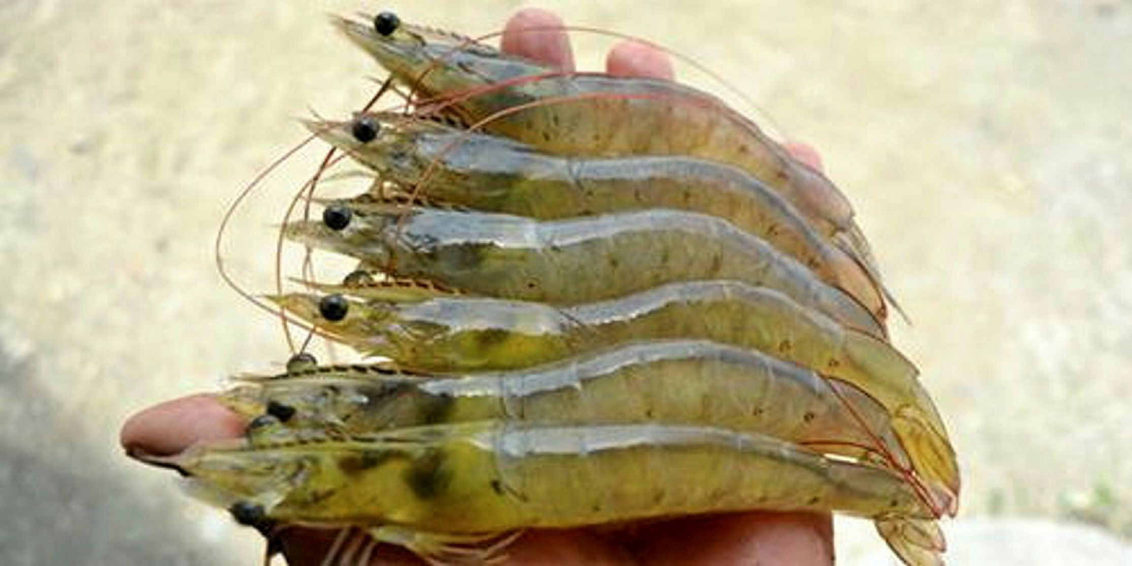 Korean bio-tech firm breaks ground on Indonesian shrimp mega-farm ...