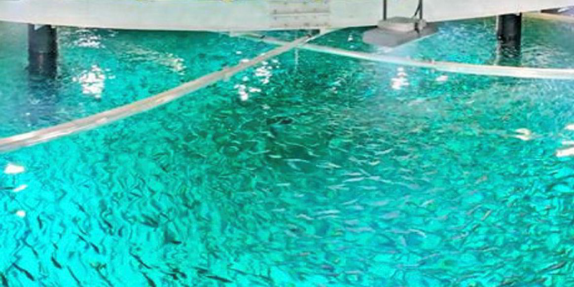 Huon Aquaculture moves 300,000 salmon fingerlings to new RAS hatchery ...