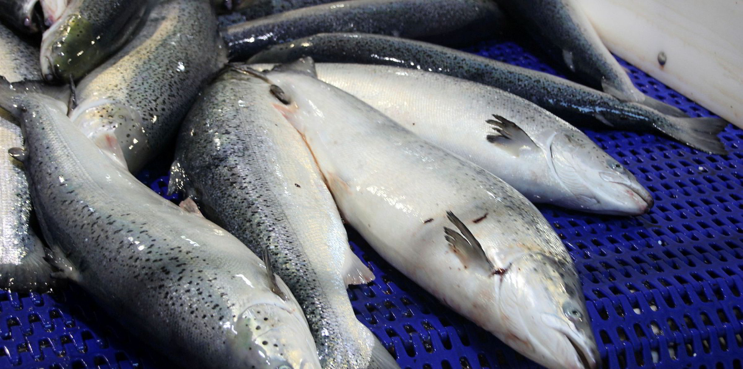 'It's scary to have such a big upturn': Norwegian farmed salmon prices ...
