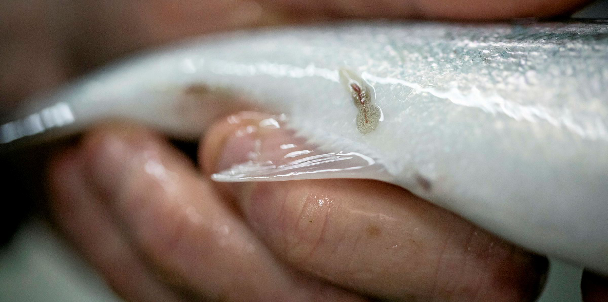 February's Scottish salmon lice levels hit 5-year low | IntraFish