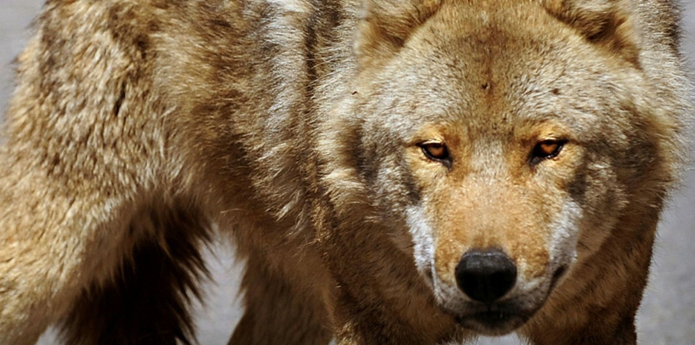 PetroMatad in new Mongolia hunt | Upstream Online