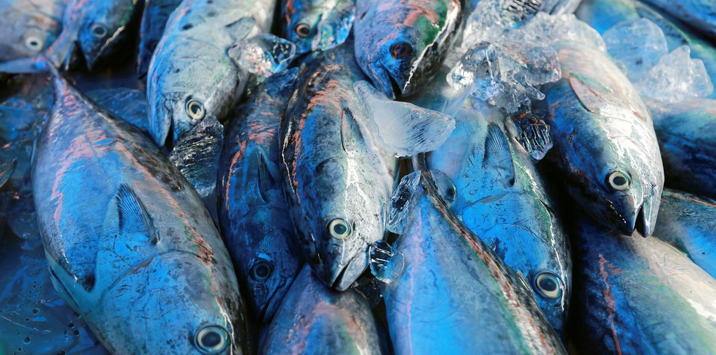 Filipino tuna company sells US and Indonesian subsidiaries | IntraFish.com