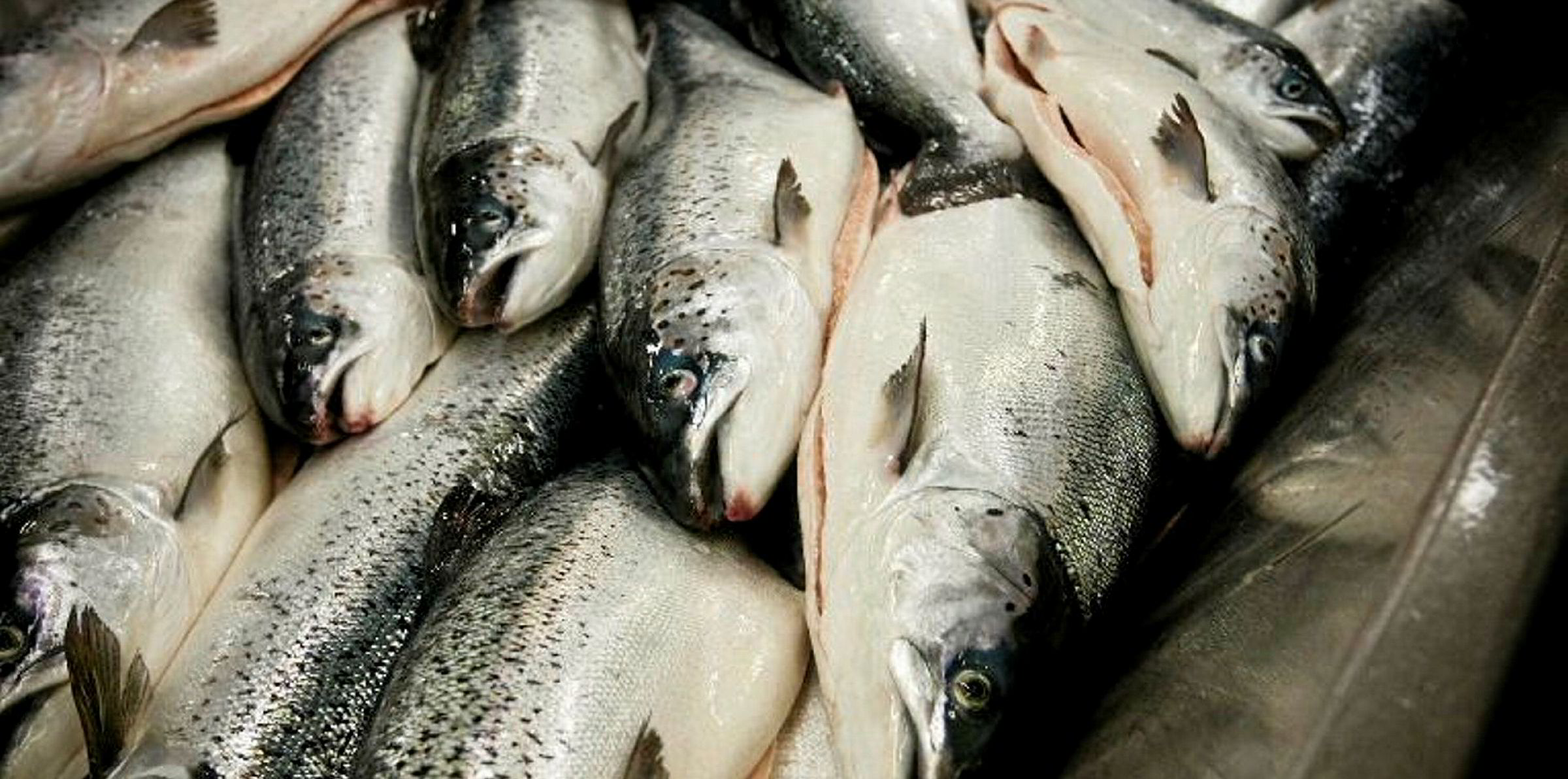 Solide tall for Nordfjord Laks | IntraFish.no