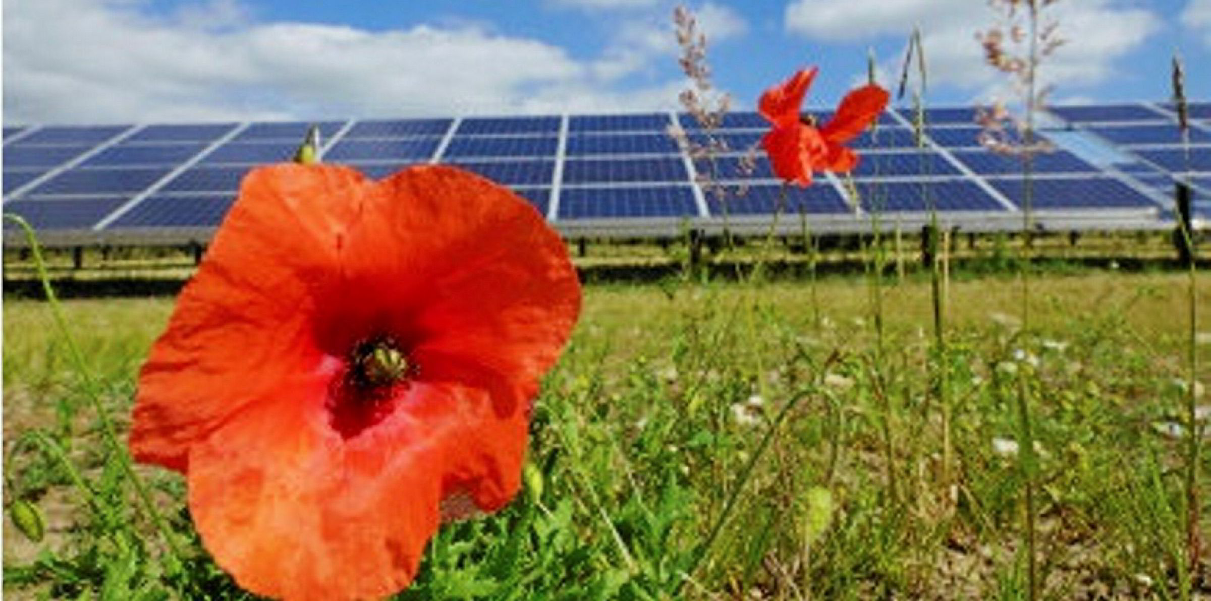 Shell buys into Asia-focused solar player | Upstream Online