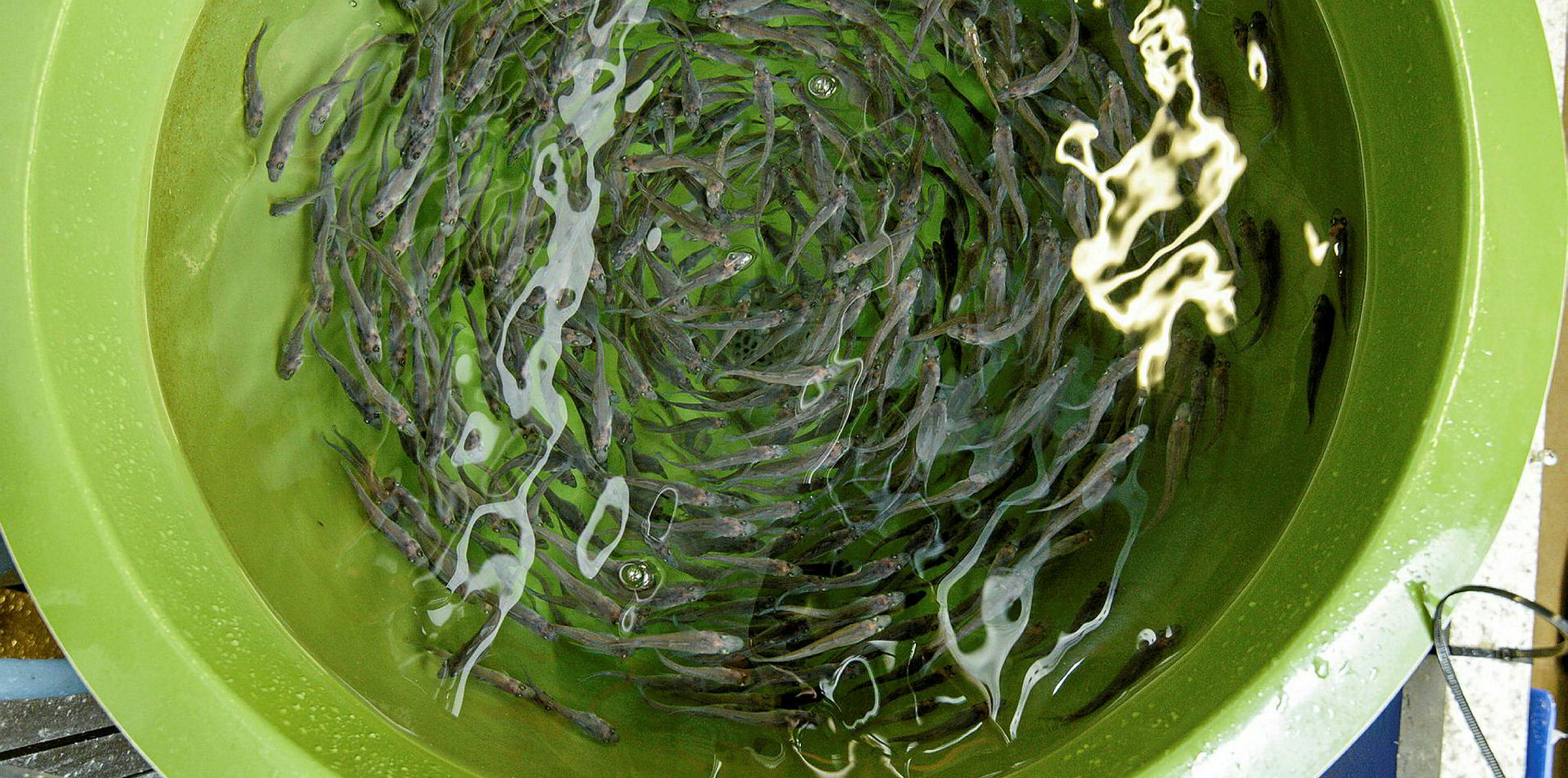 Norwegian companies team up to secure $32 million worth of cod ...