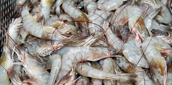 Seattle Shrimp & Seafood becomes GSSI funding partner | IntraFish.com