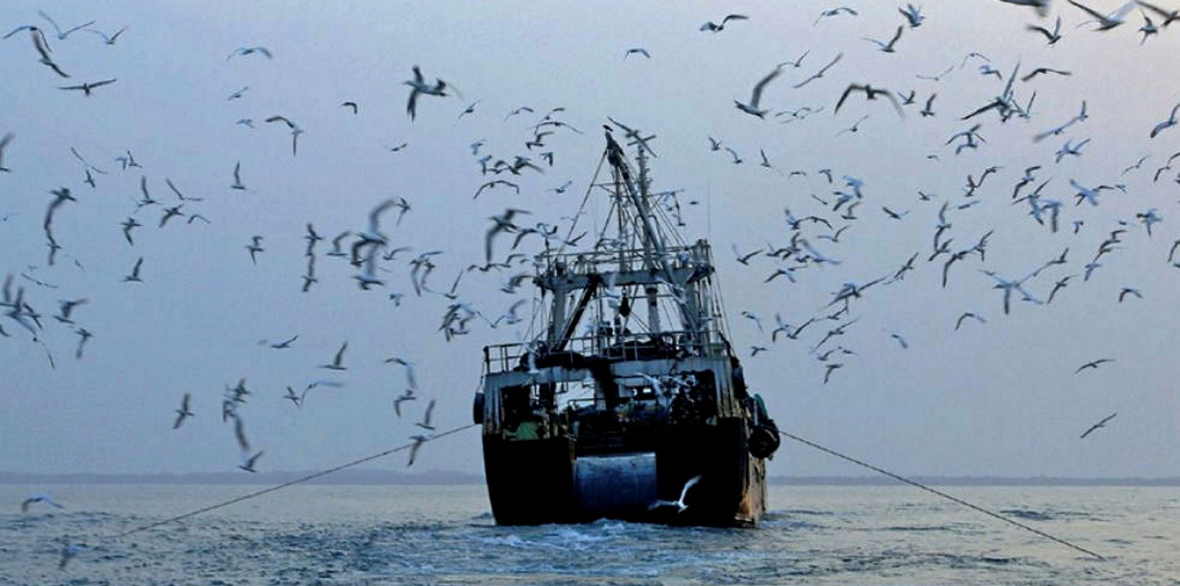 Russian pollock catchers team with scientists to slash bycatch ...