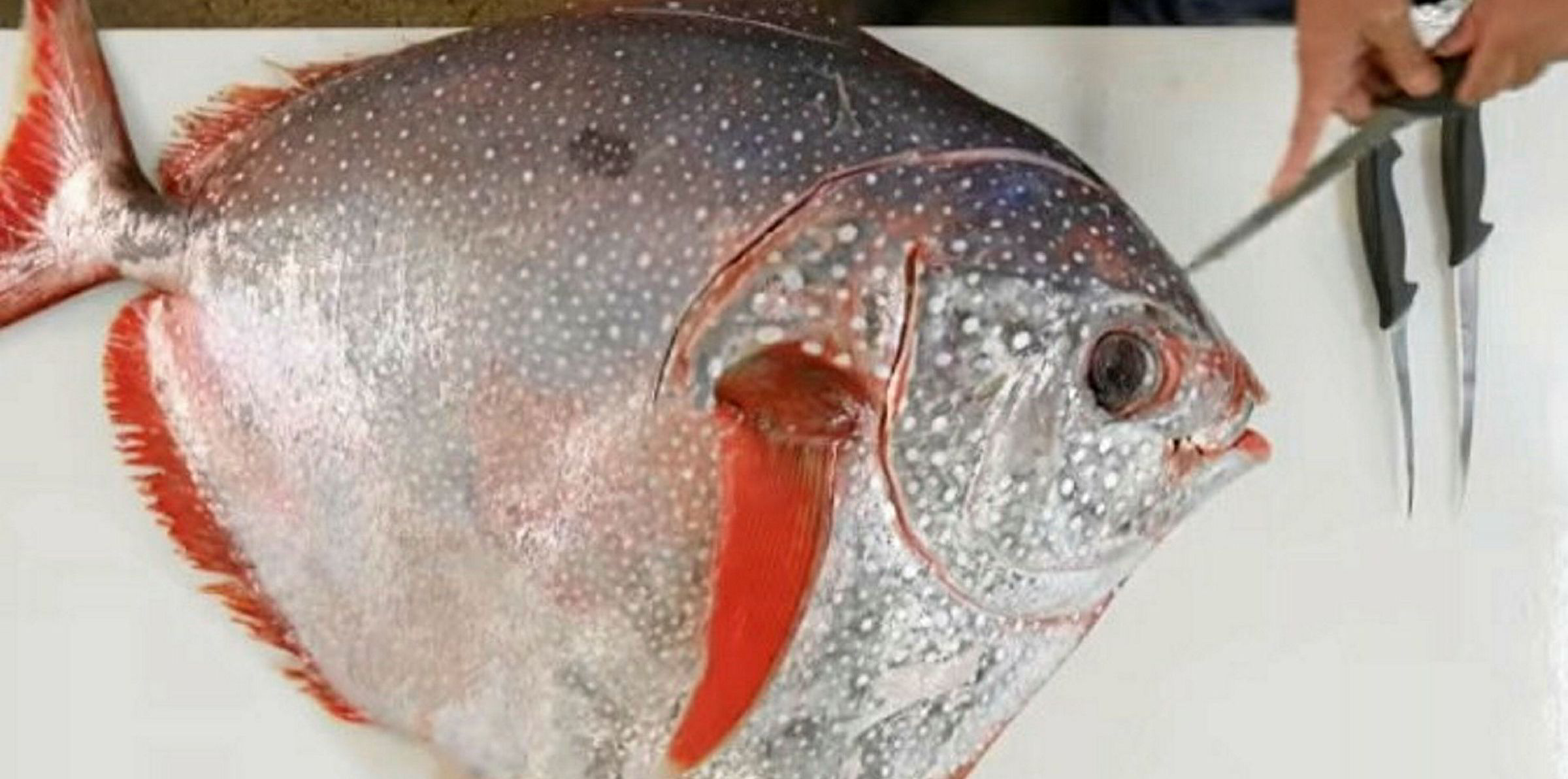 Catalina Offshore Products wins NMFS award to promote opah | IntraFish.com