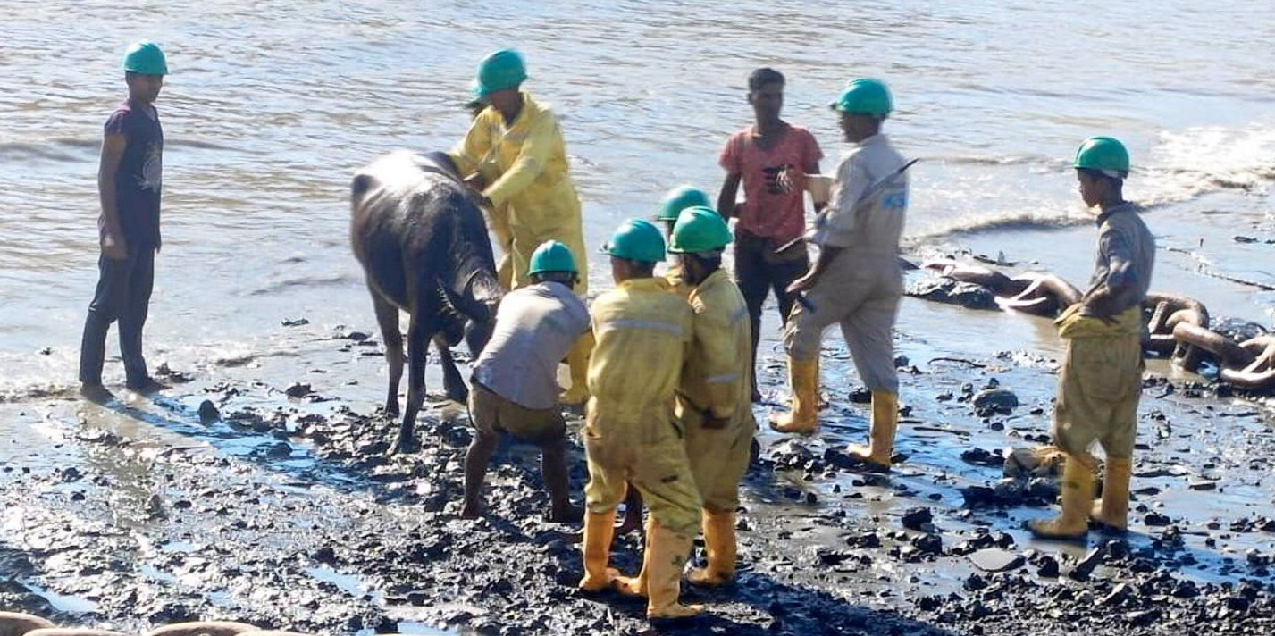 Bangladeshi ship recyclers take to boats in big buffalo rescue mission ...