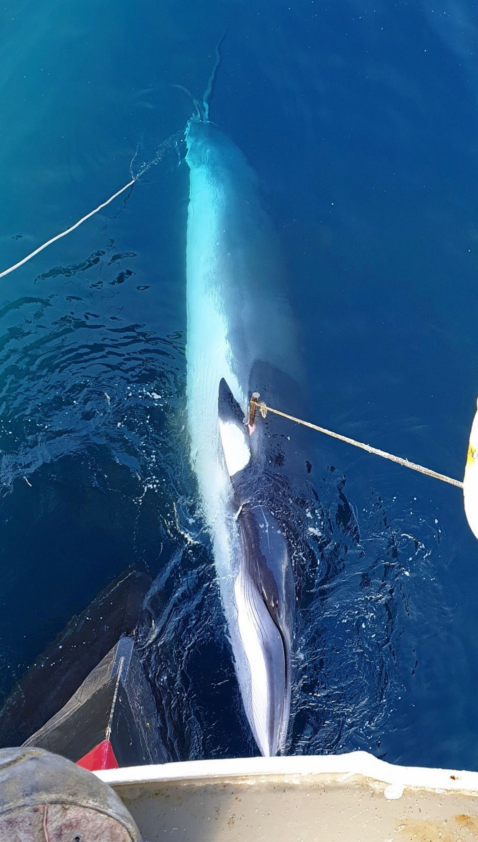 Mens politikerne diskuterte om det er lurt å selge hval til utlandet ...