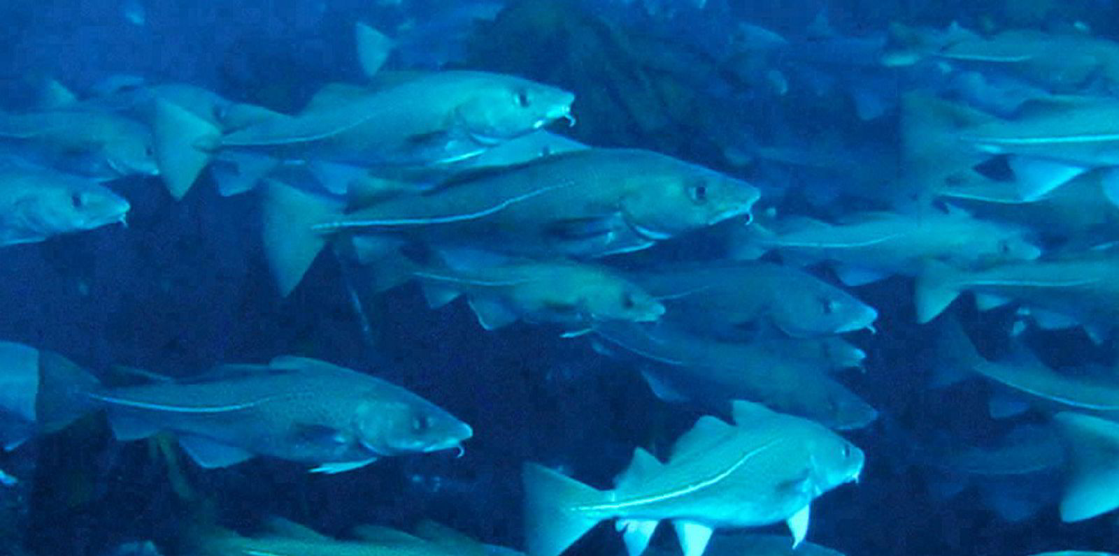 Norcod får etablere nytt produksjonsanlegg på Nesna | IntraFish.no