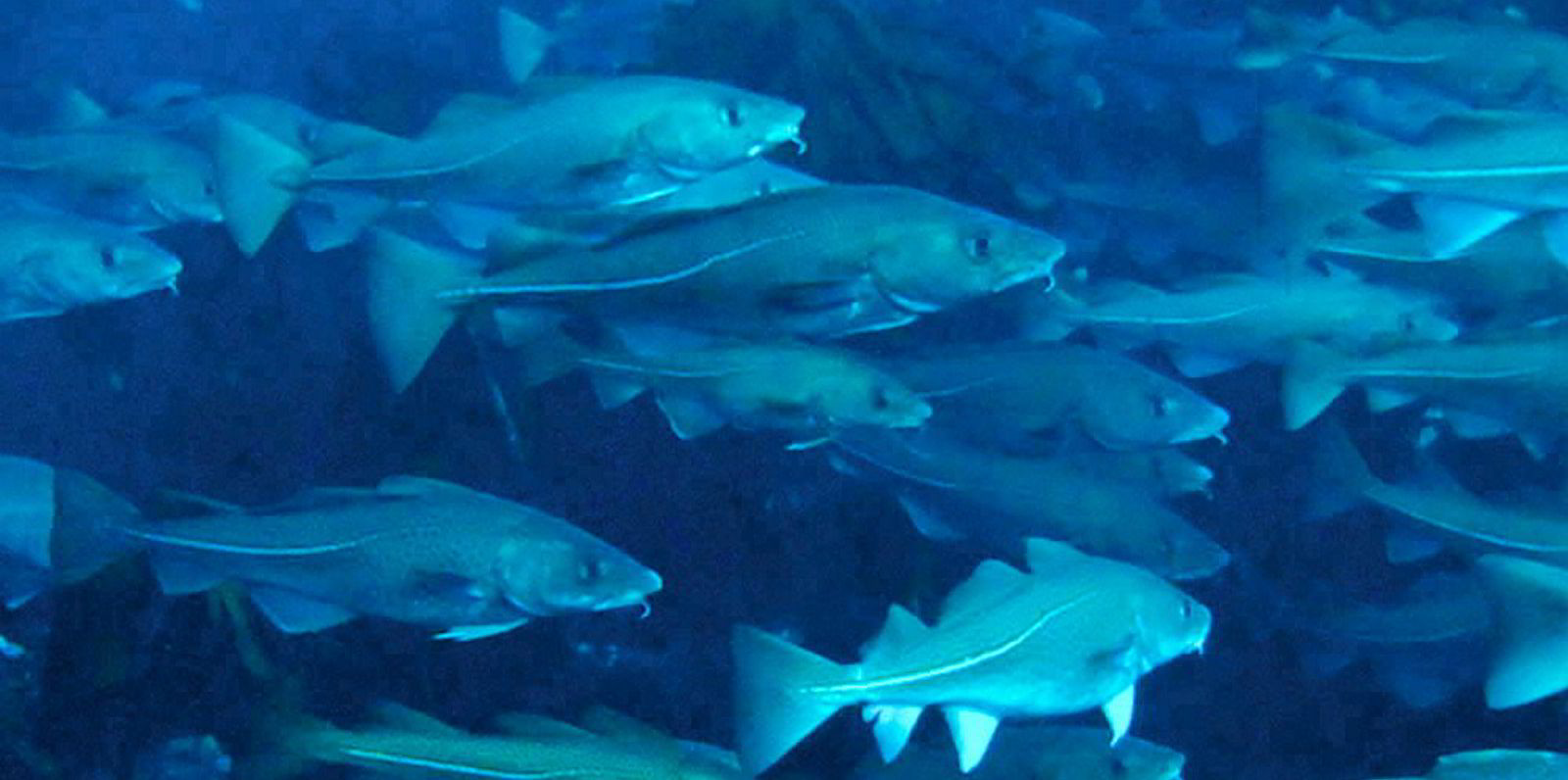 Norcod har sikret seg ny lokalitet for torskeoppdrett i Nordland ...