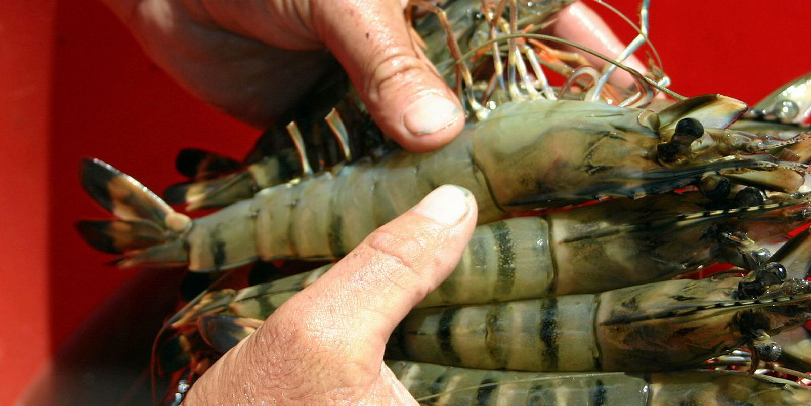 Australia's Seafarms makes first shrimp delivery to Nissui | IntraFish.com