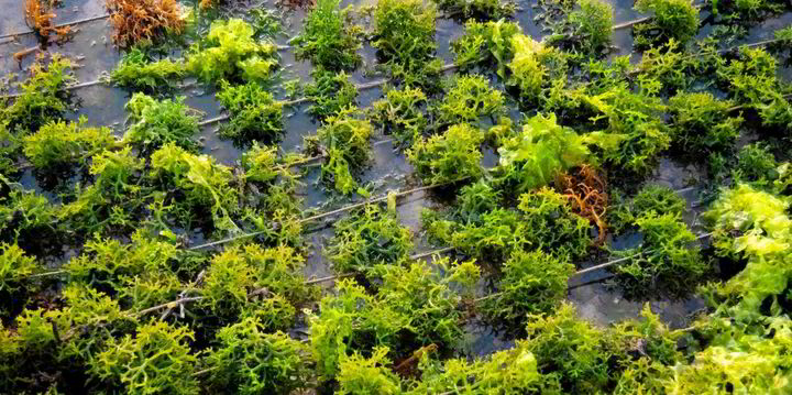 Amazon puts $1.6m behind 'world-first' plan to harvest seaweed at ...