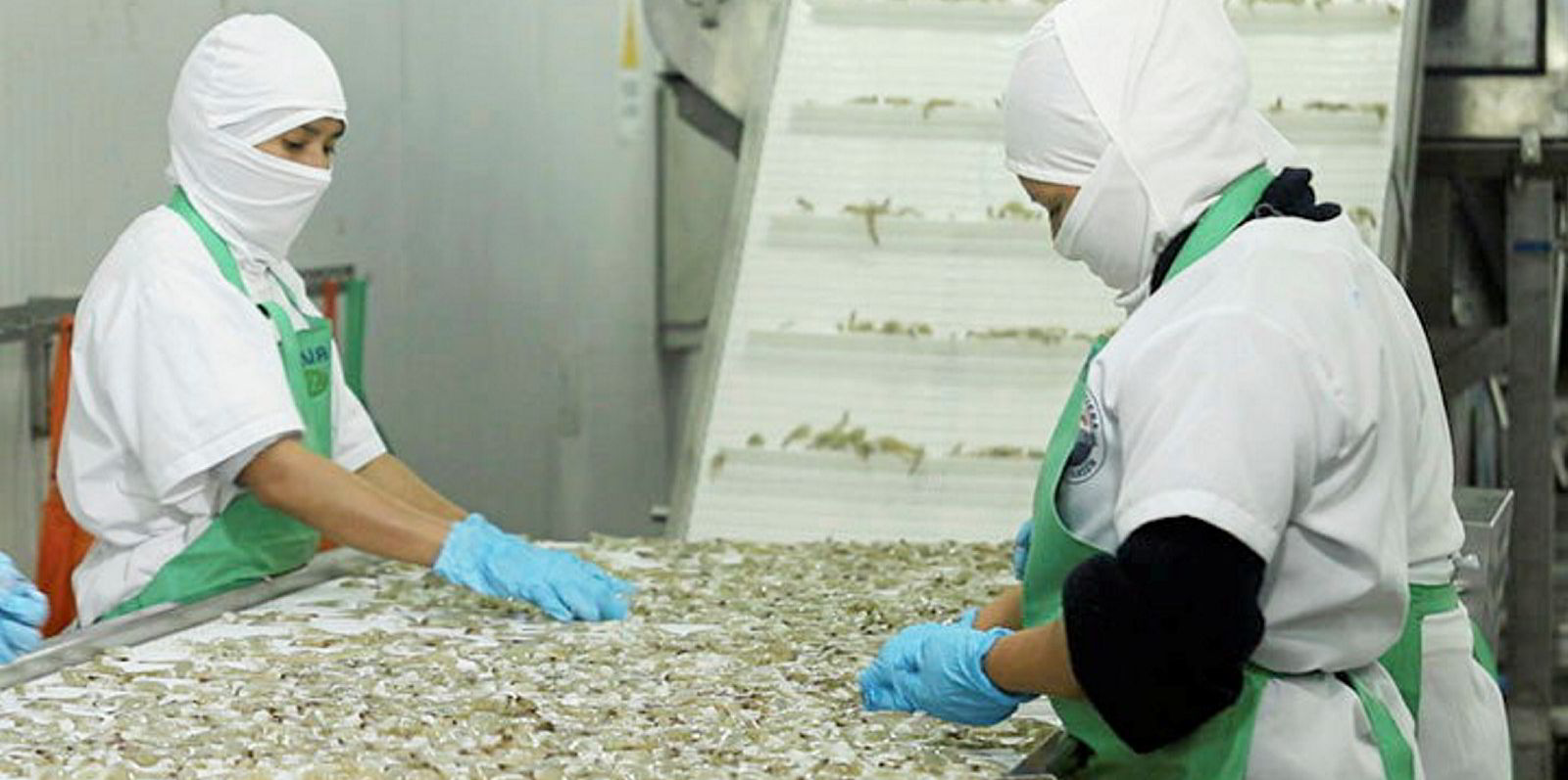 Ecuador shrimp exports hit all-time monthly record in May | IntraFish.com