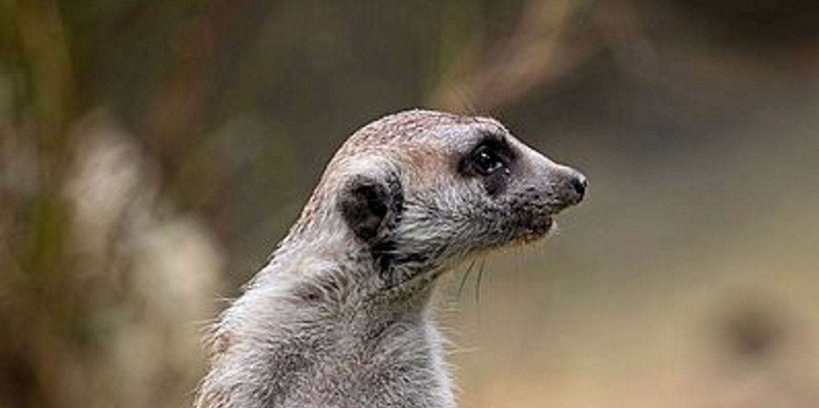 Master dives from cargo ship to save escaped meerkat called Boris ...