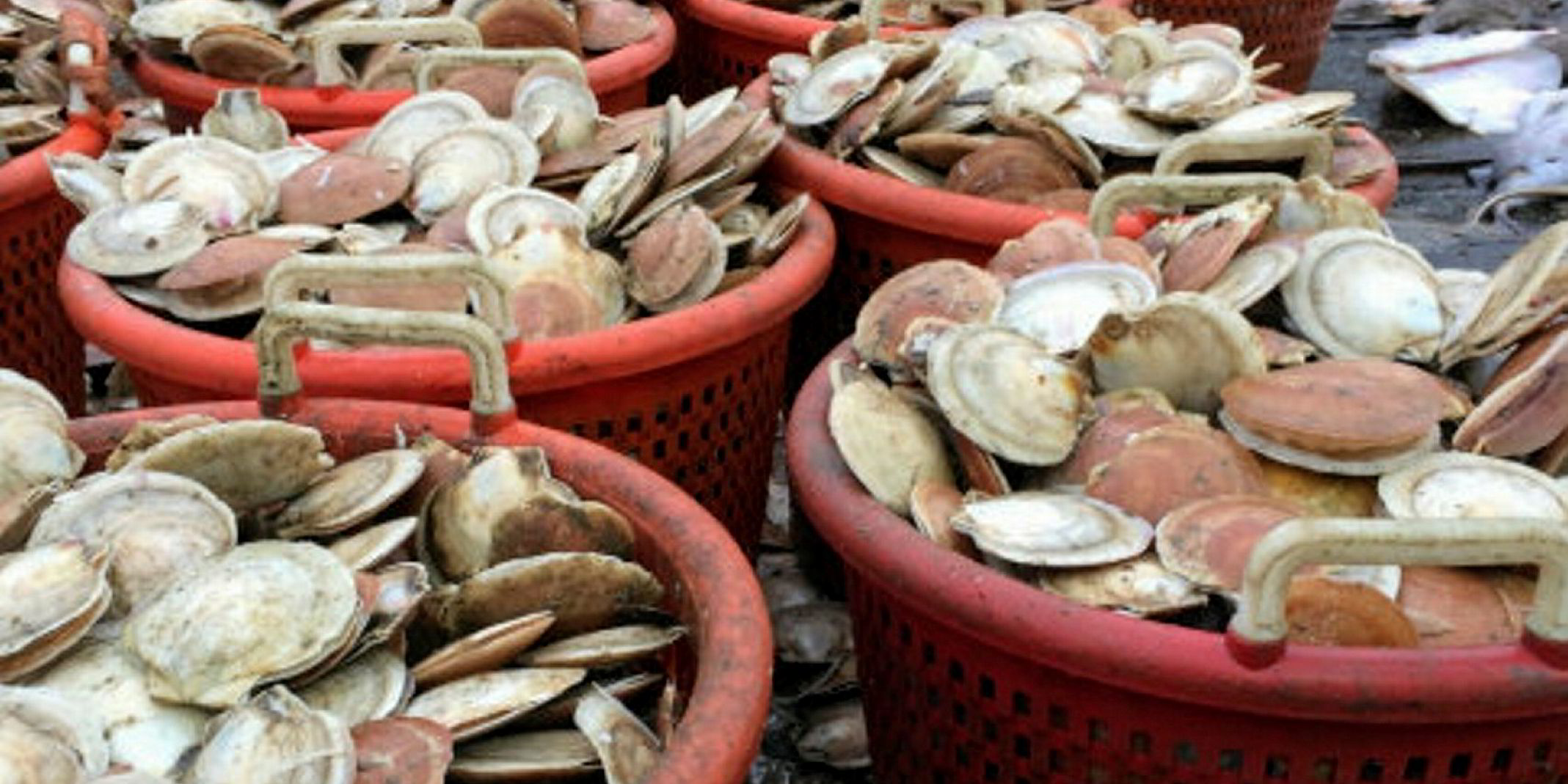 Atlantic Capes Fisheries, Northern Wind, Don’s Gulf Select funding ...