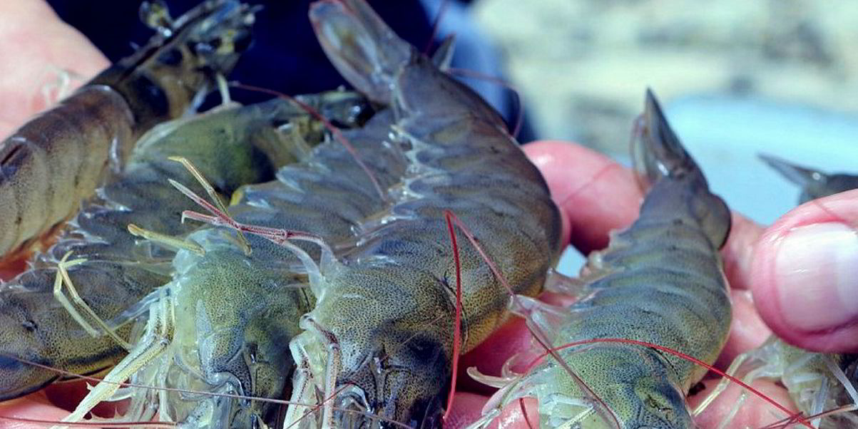 SFP announces new joint aquaculture improvement project in Indonesia ...