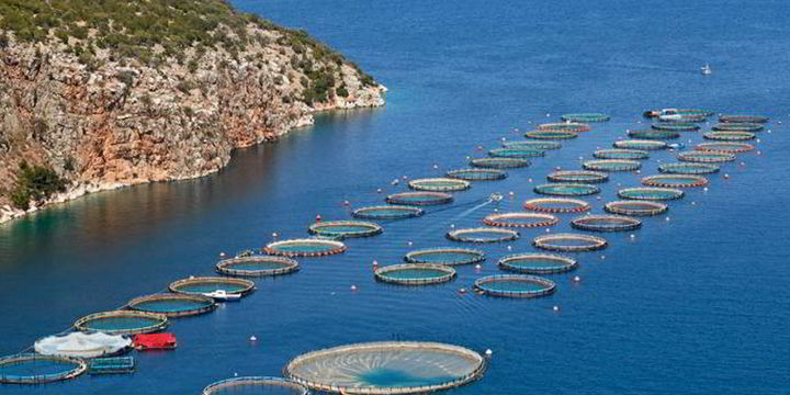 As Mediterranean waters warm, farmers eye shift from bass to bream ...