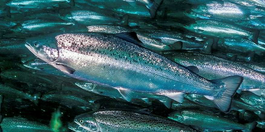Grieg attacking algal booms to boost Canada farmed salmon production ...