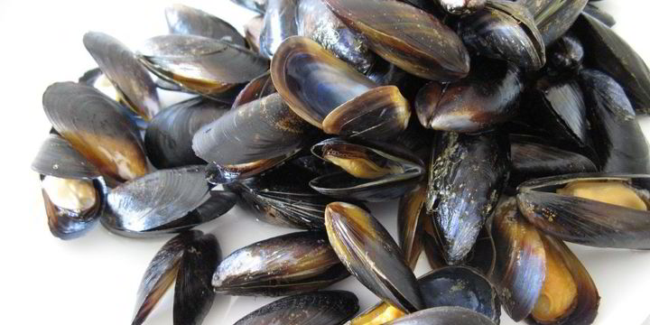 Ireland, Wales team on €1.4 million seed mussels project | IntraFish.com