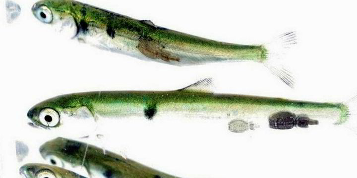 Cermaq Canada gets OK to use hydrogen peroxide sea lice treatment ...